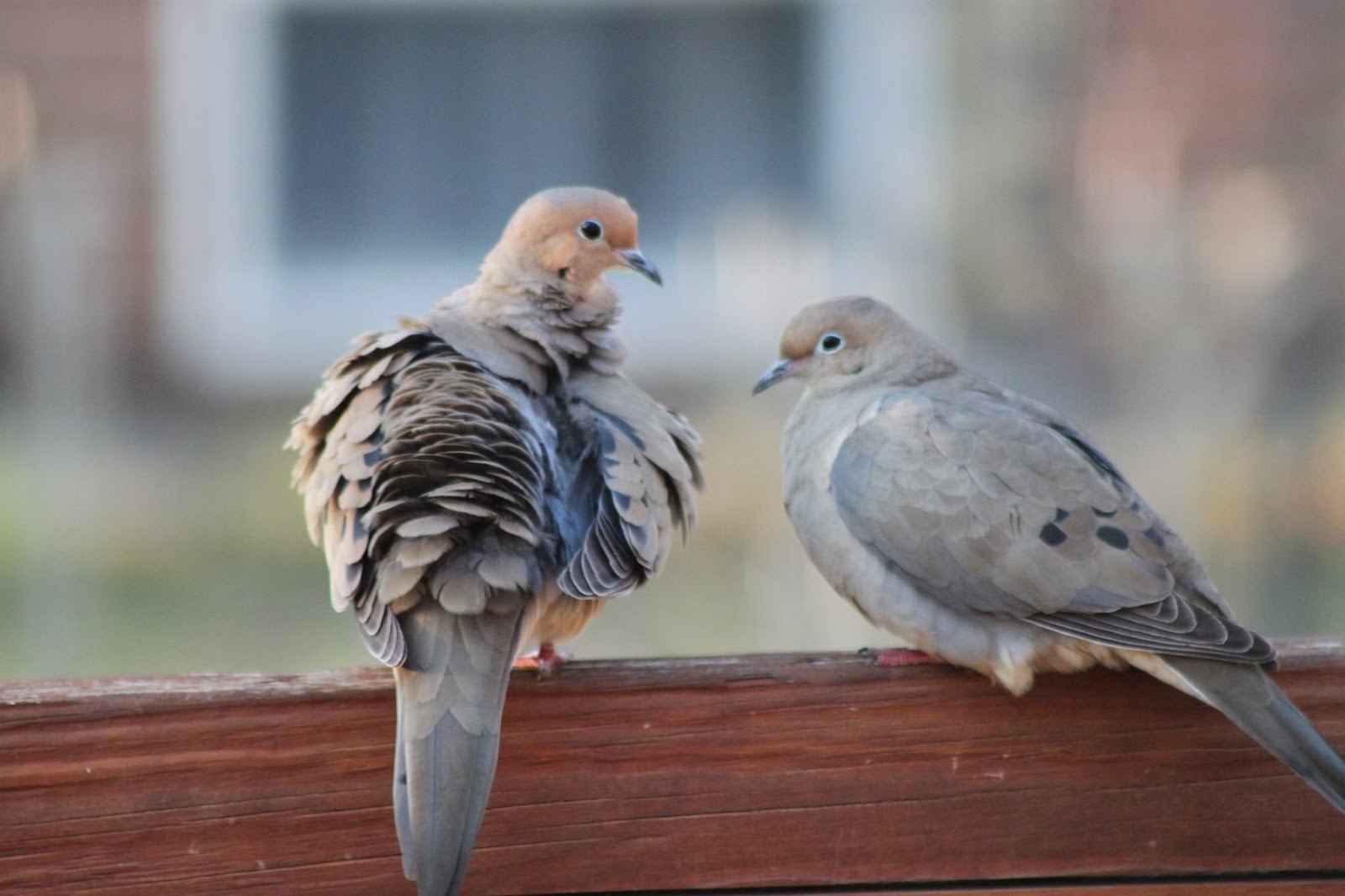 Keane Gardener: Mourning doves- raising the young
