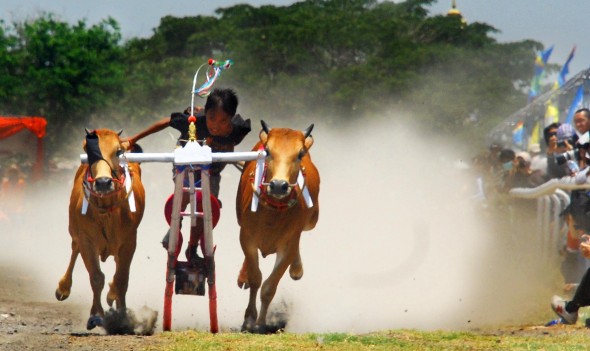 Adat Budaya Indonesia Karapan Sapi Jenis Budaya Indonesia - Riset