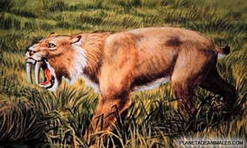 Animales Extintos: Tigre Dientes De Sable