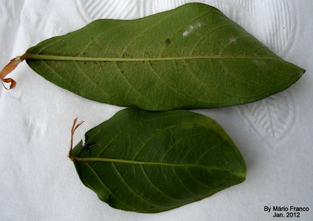 Meu Cantinho Verde: RESEDÁ - ( Lagerstroemia indica )