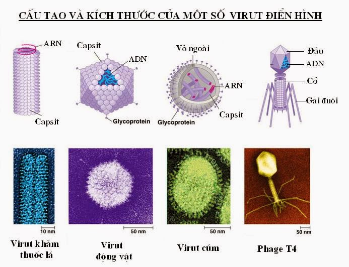 Bài 29+30: Cấu trúc các loại virut, sự nhân lên của virut trong tế bào ...
