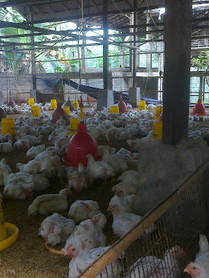 Sukses Ternak Ayam Broiler