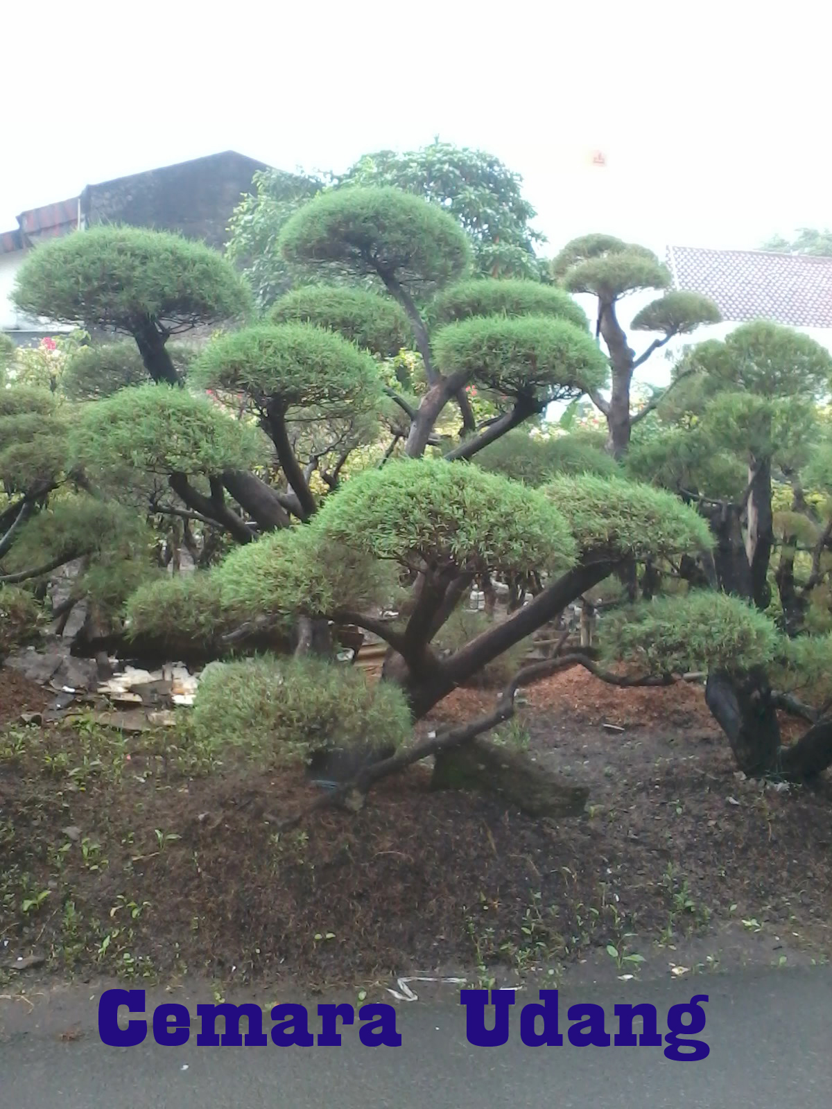 Pohon Cemara udang | Jual Pohon Bonsai Cemara Udang | Bonsai Cemara ...