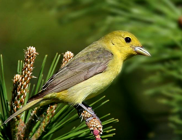 Bellas Aves de El Salvador: Piranga olivacea (tángara escarlata o ...