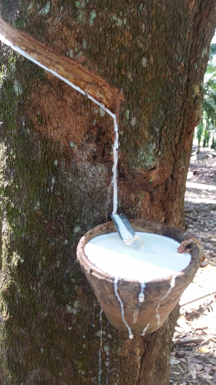 Warisan Petani: Harga Getah Naik 2