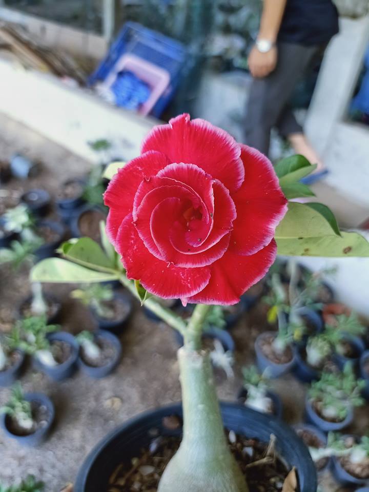 Harga Mencecah Ribuan Ringgit Sepokok, Inilah Bunga Paling Mahal Di ...