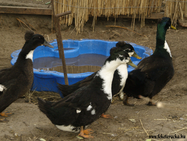 Racka Blog: A Magyar Fekete Búbos Kacsa pikadatkor tojik