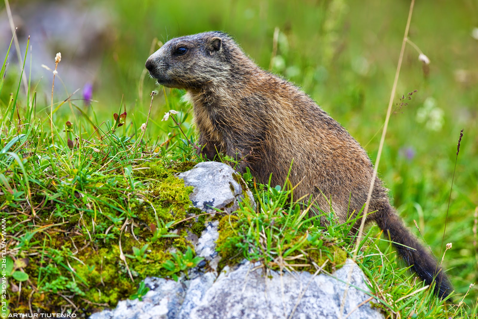 ALPINE MARMOT photos - wallpapers | the fun bank