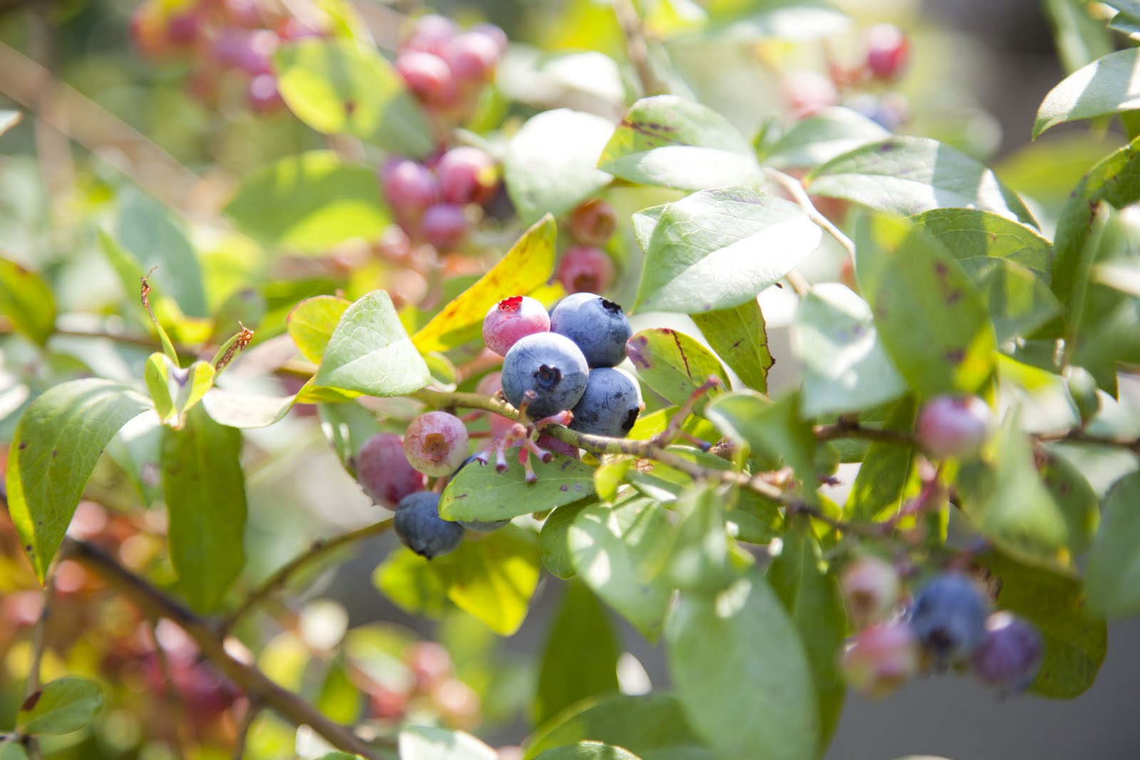 Taste and See: A Caldwell Blog: The Schnozberries Taste Like Schnozberries