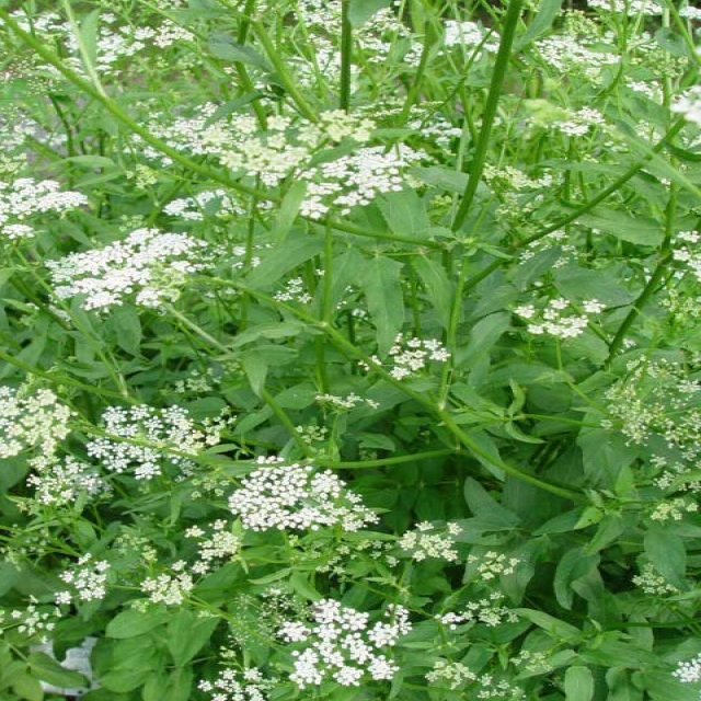Temperate Climate Permaculture: Permaculture Plants: Skirret