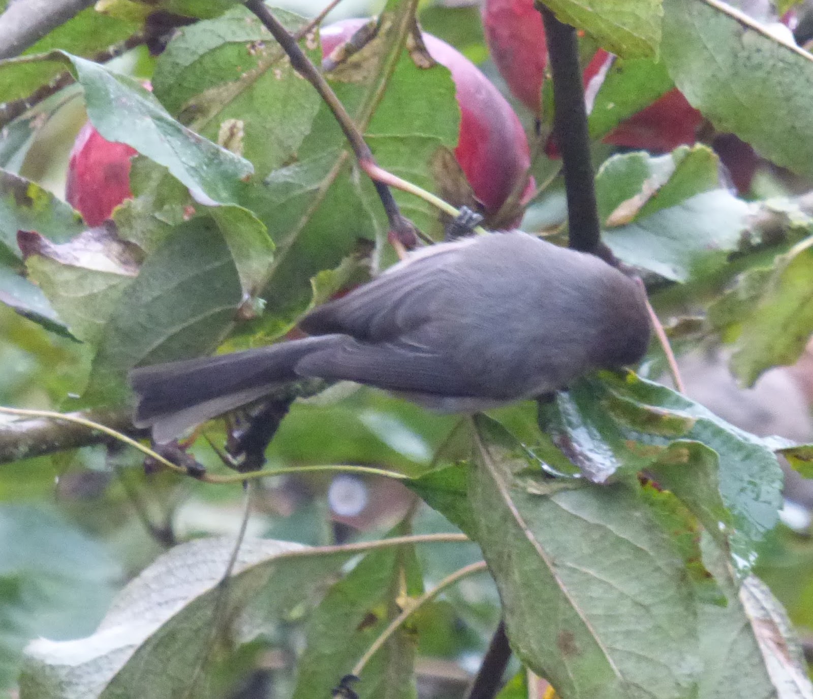 Birds: Fink Family Farm Bird List