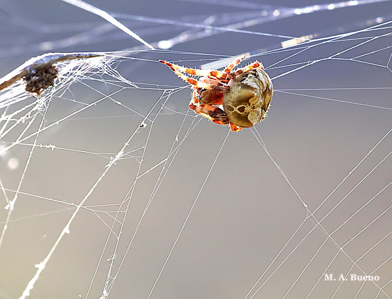 Foto-Natura-Huesca: ARANEIDO Araneus grossus Carl Ludwig Koch, 1844 ...