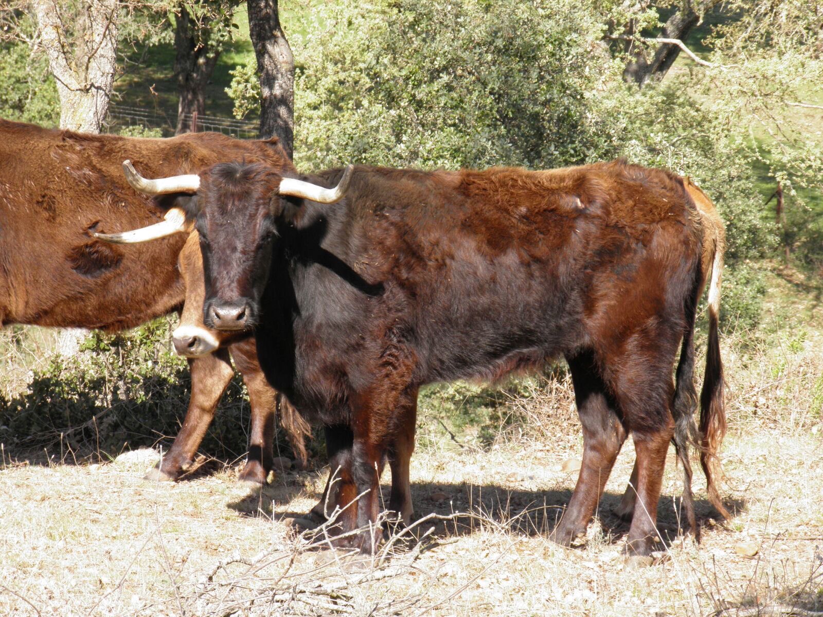 Fotografías Melchor García: IV toro de Santo Toribio