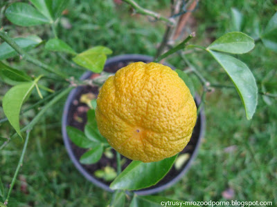 Cytrusy Mrozoodporne: Citrandarin