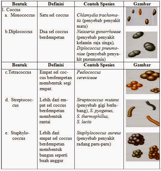 Bentuk sel Archaebacteria dan Eubacteria | Pustaka Pandani