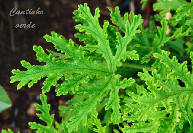 Gerânio de Cheiro (Pelargonium graveolens) - Cantinho verde - horta e ...