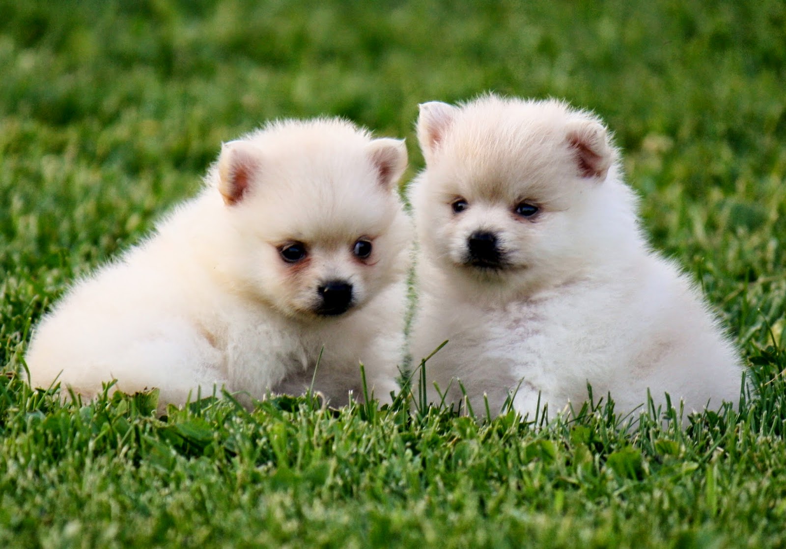 Providence Puppies: ~*~Pretty Pomeranians~*~