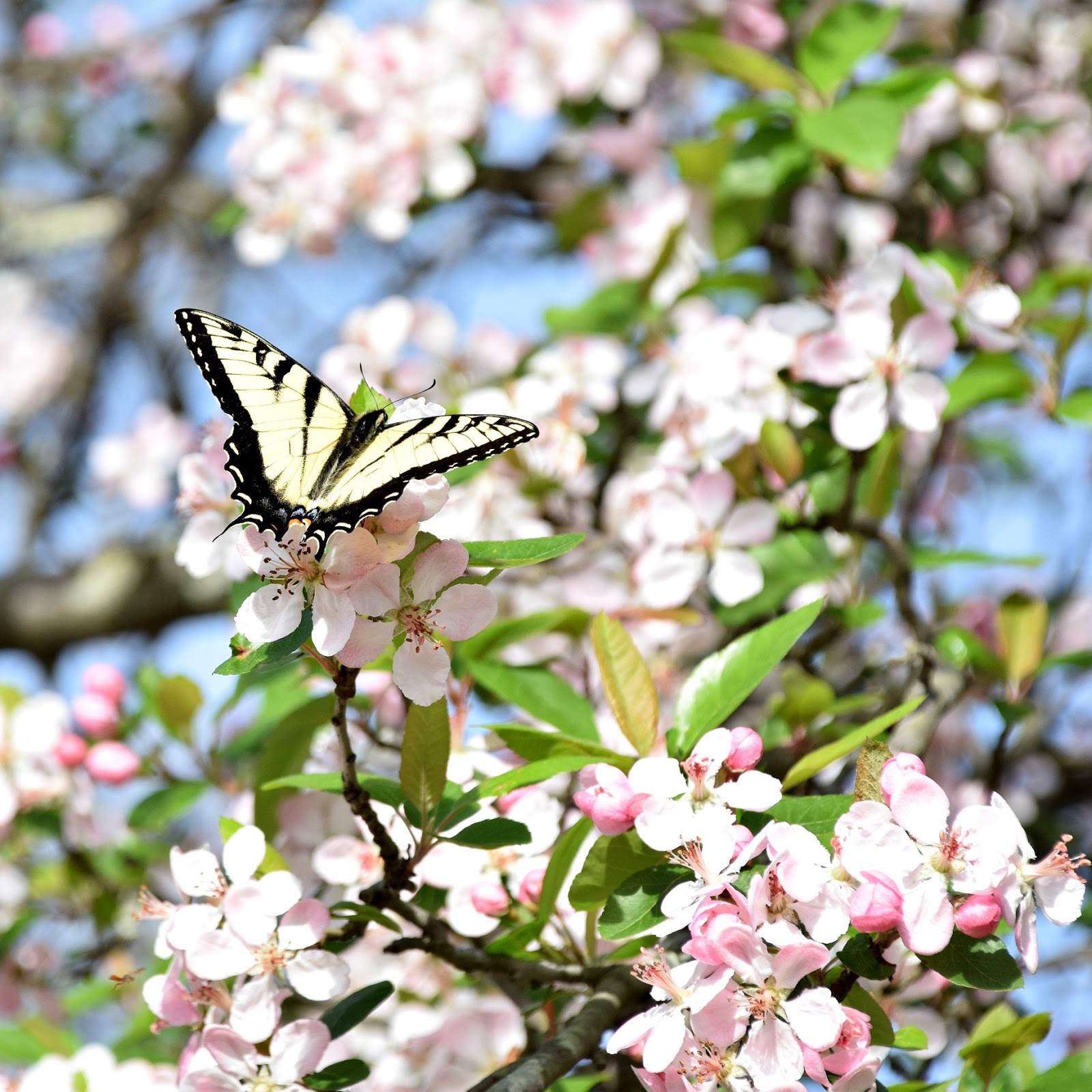 Using Georgia Native Plants: Eastern Tiger Swallowtail – Georgia State ...