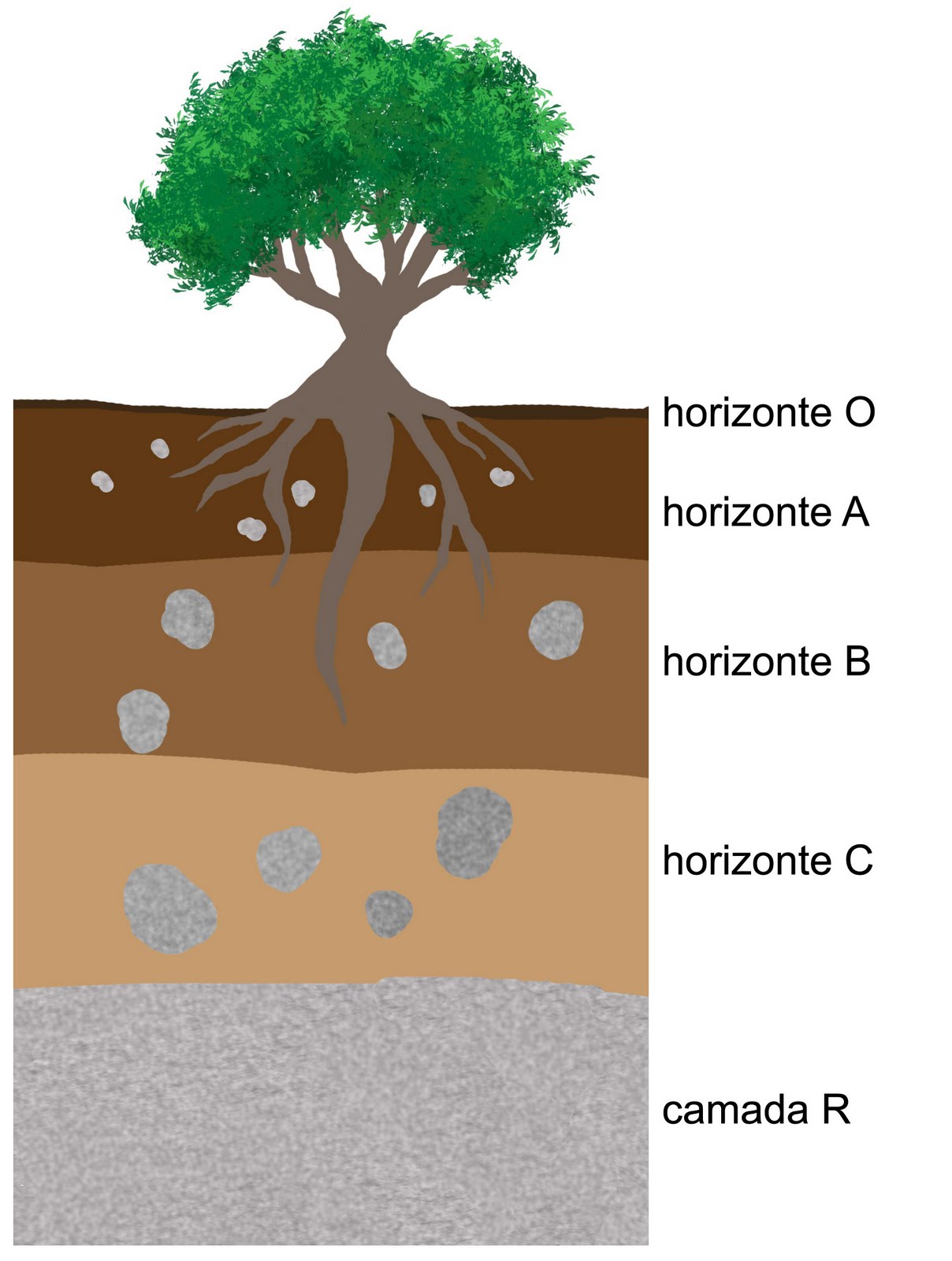 Professor Thiago Rennó: SOLO (001) - HORIZONTES DO SOLO