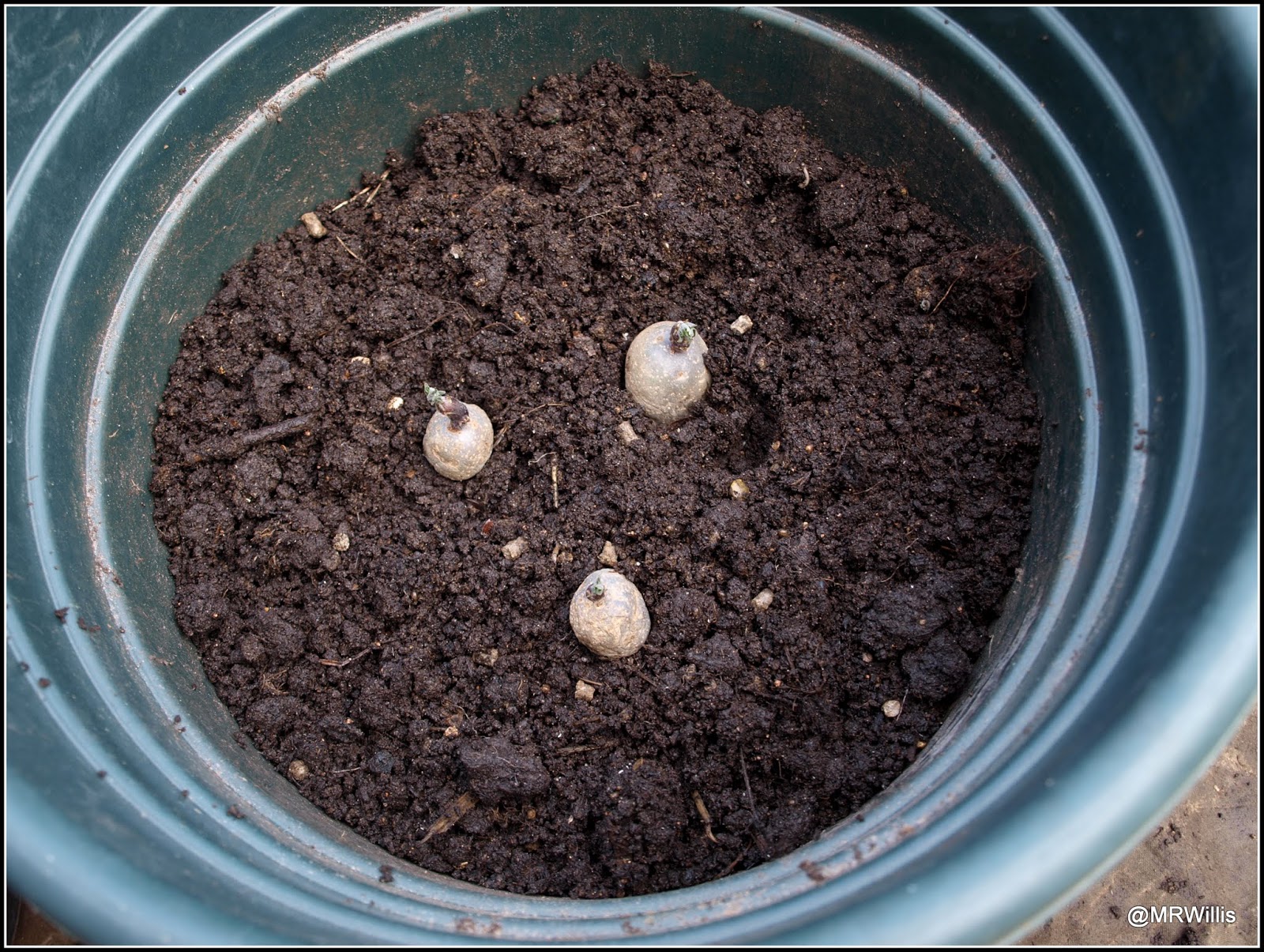 Mark's Veg Plot: First Early potato "Foremost"