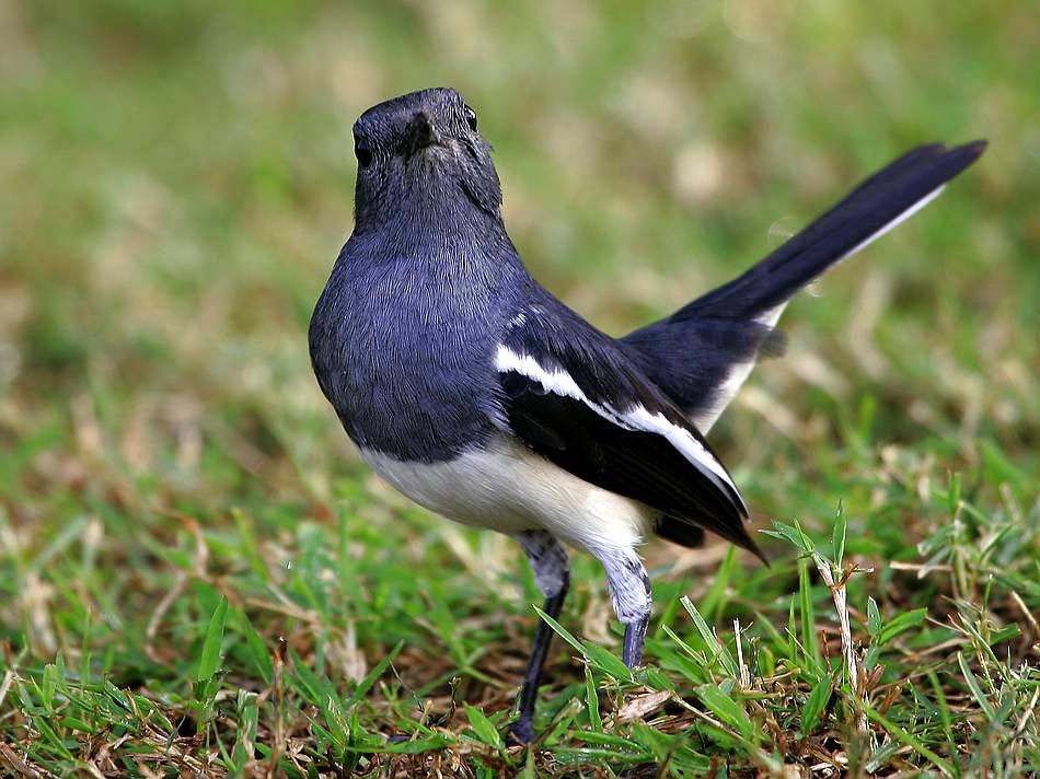 Magpie | The Life of Animals