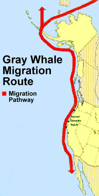 The Redwood Guardian: Gray Whales threatened, again! Wind and wave ...
