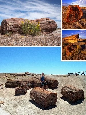 Ambiente sem fronteiras: Florestas petrificadas