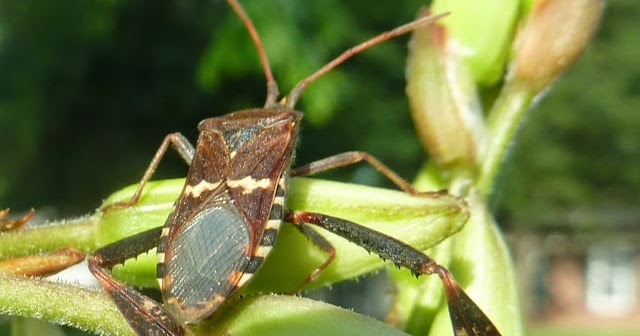 Springfield Plateau: Yucca Bugs