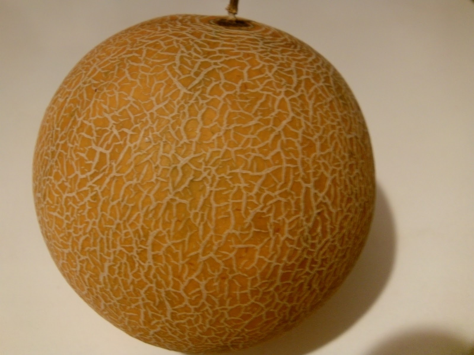 KAVUN YETİŞTİRME, KAVUN YETİŞTİRİCİLİĞİ, KAVUN NE ZAMAN EKİLİR