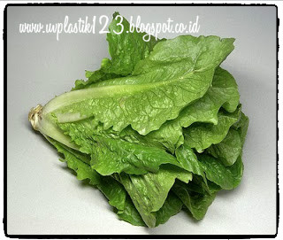 Cara Budidaya Selada Hidroponik Dan Jenis - Jenis Selada