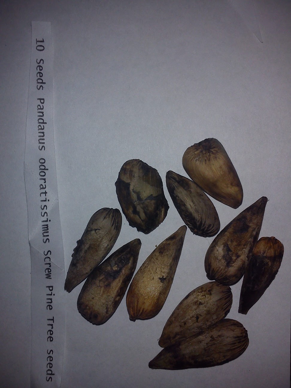 Plant Zone: Seed Planting