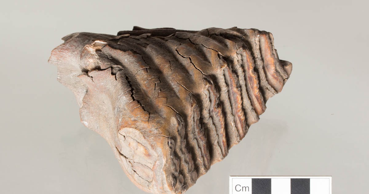 Pre-Construct Archaeology Blog: Elephants, Tigers, and Teeth! Oh My!