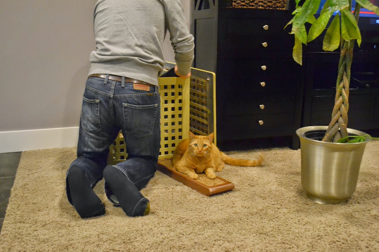 summer is coming: Townhome Tuesday: IKEA Hol Table => Litter Hider