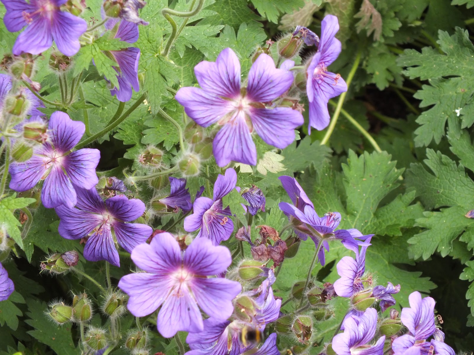 straythreads: flowers and fauna Sweden