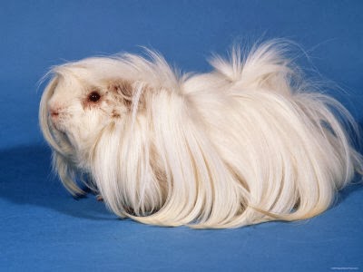 Marmut Peruvian | Hamster Landak Sugar Glider Kodok Ikan Fish