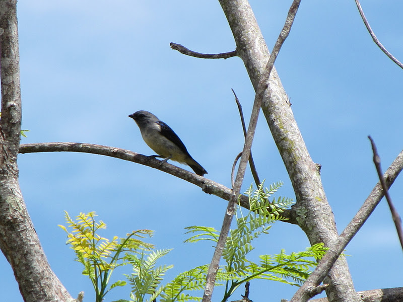 EJE CAFETERO - AVES DE CALDAS - BIRDS OF CALDAS -COLOMBIA: AVES BAJO ...
