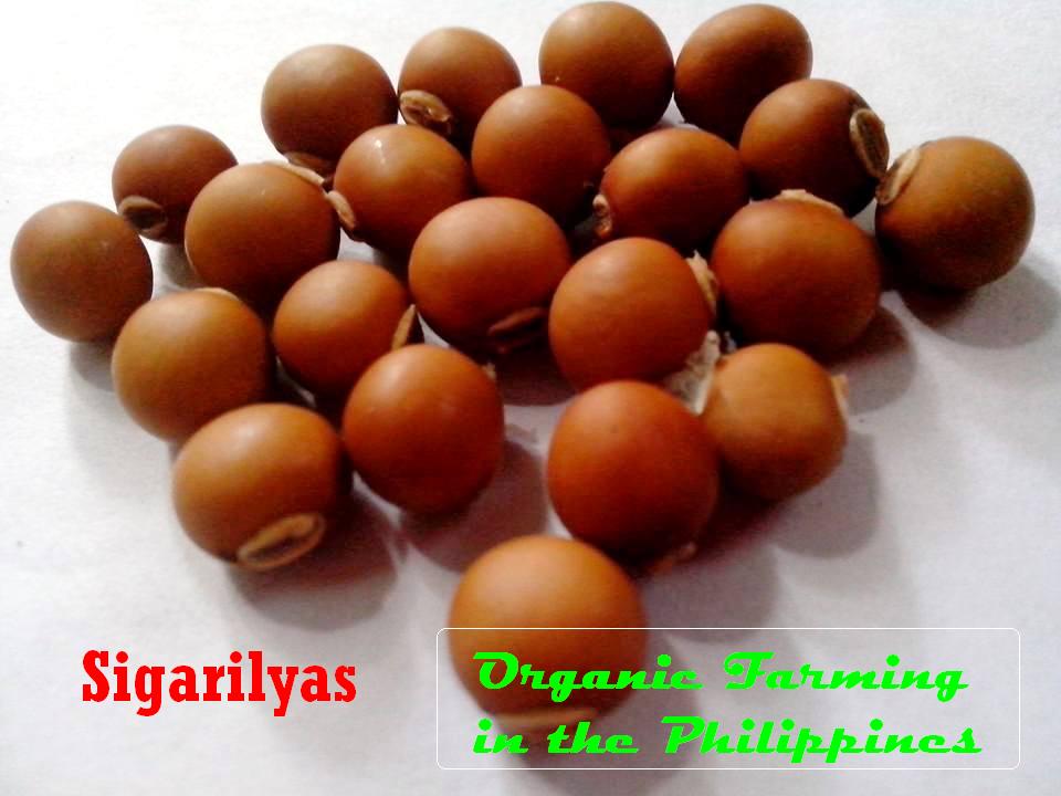 Organic Farming in the Philippines: Planting Season This January 2016