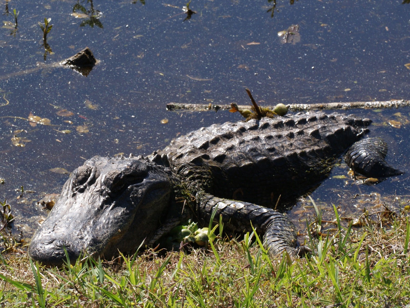 SE Texas Birding & Wildlife Watching: Home of the American Alligator