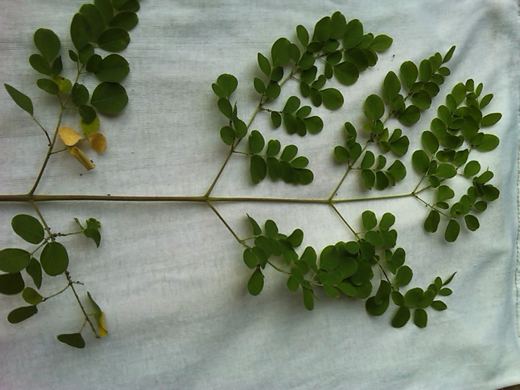 Moringer - Alextughan