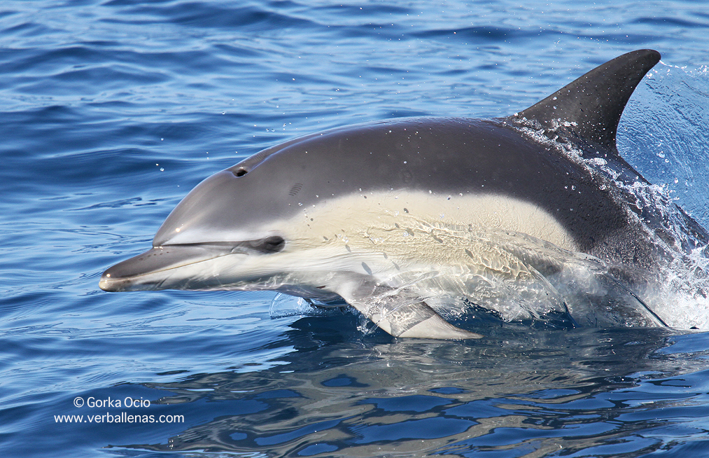 El blog de Gorka Ocio: DELFINES COMUNES (Delphinus delphis) DE MORFO ...