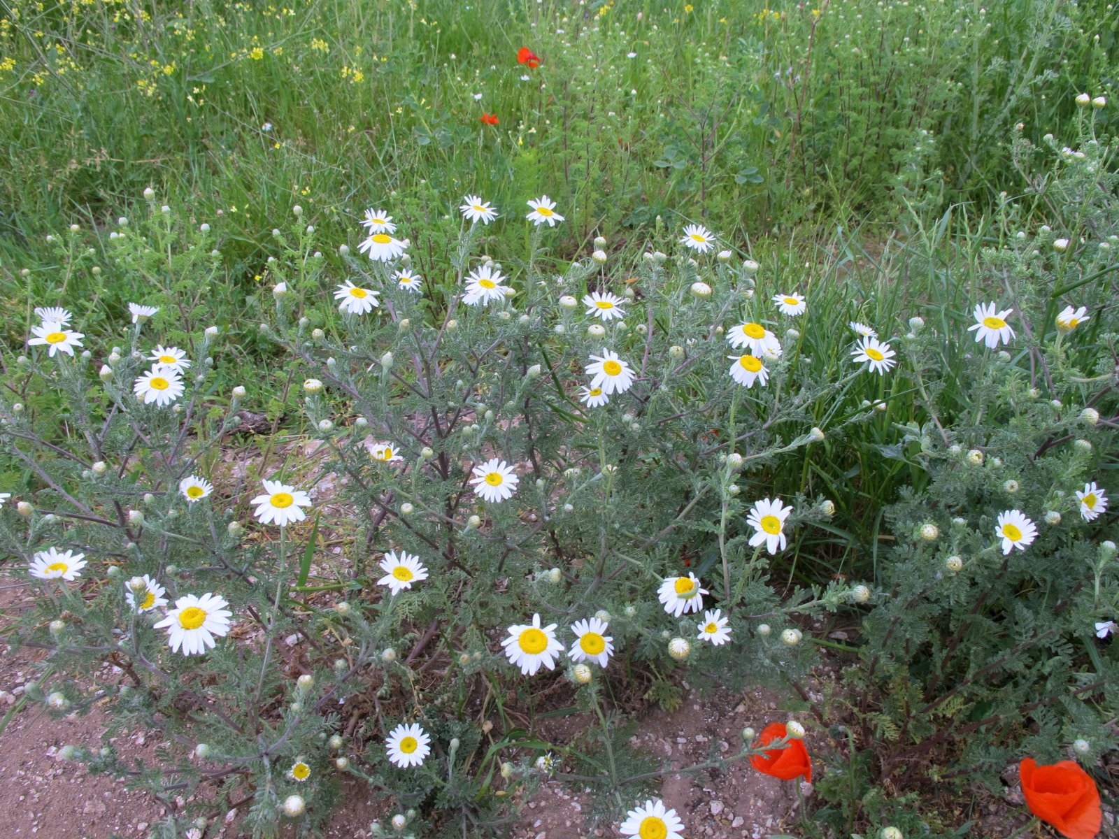 FLORA NEL SALENTO e.. anche altrove: Anthemis cotula L. - Asteraceae - Camomilla fetida