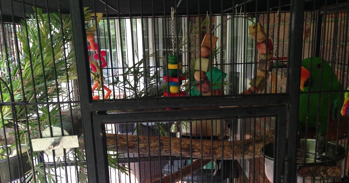 Eclectus Parrot Life : Parrot Housing- Cage Size and Type, Decoration ...