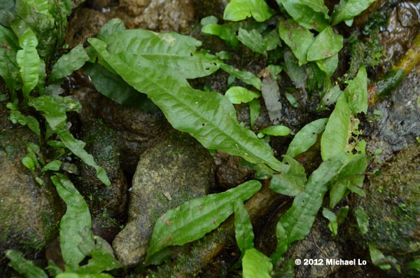 The rainforests of Borneo & Southeast Asia: semi aquatic plants from ...