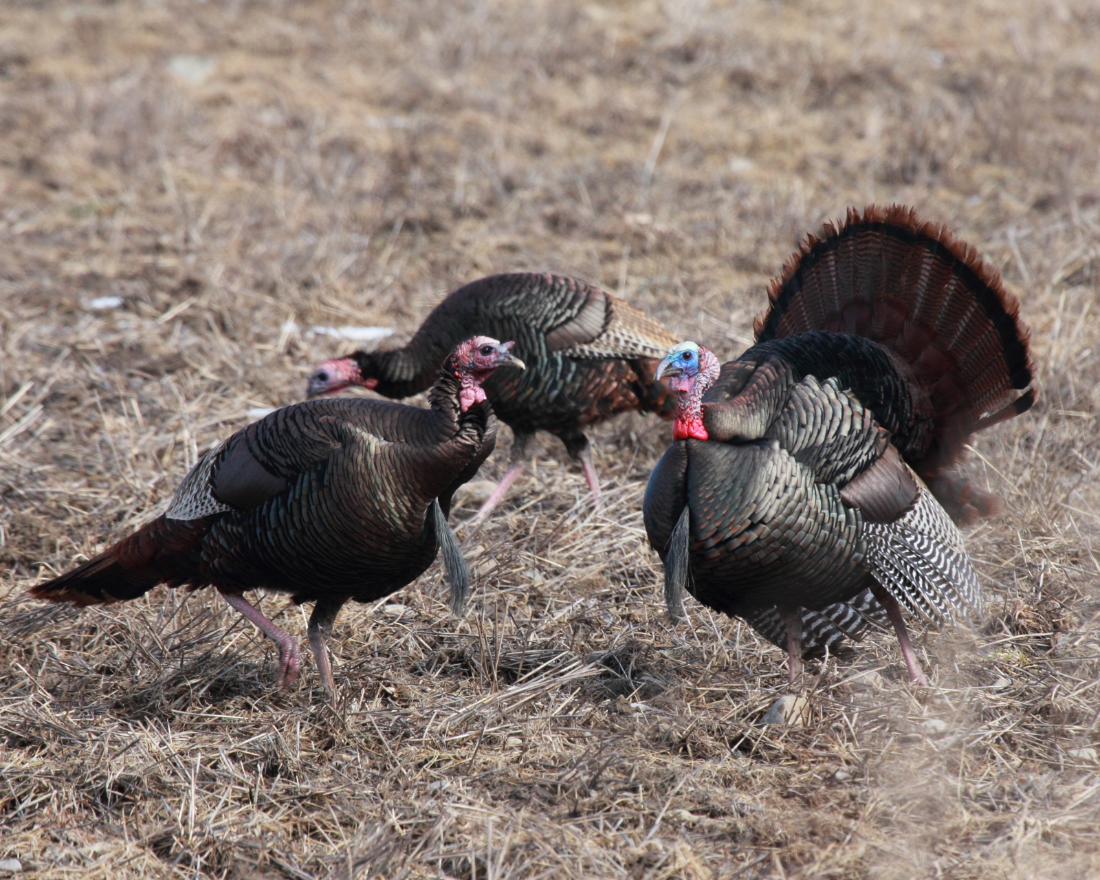 The Nomadic Naturalist: Turkeys Gone Wild: Spring Break 2013 edition!
