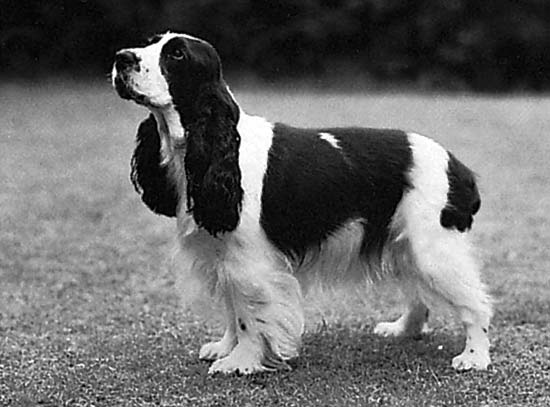 CLUBE DAS PATINHAS: Cocker Spaniel,o companheiro ideal