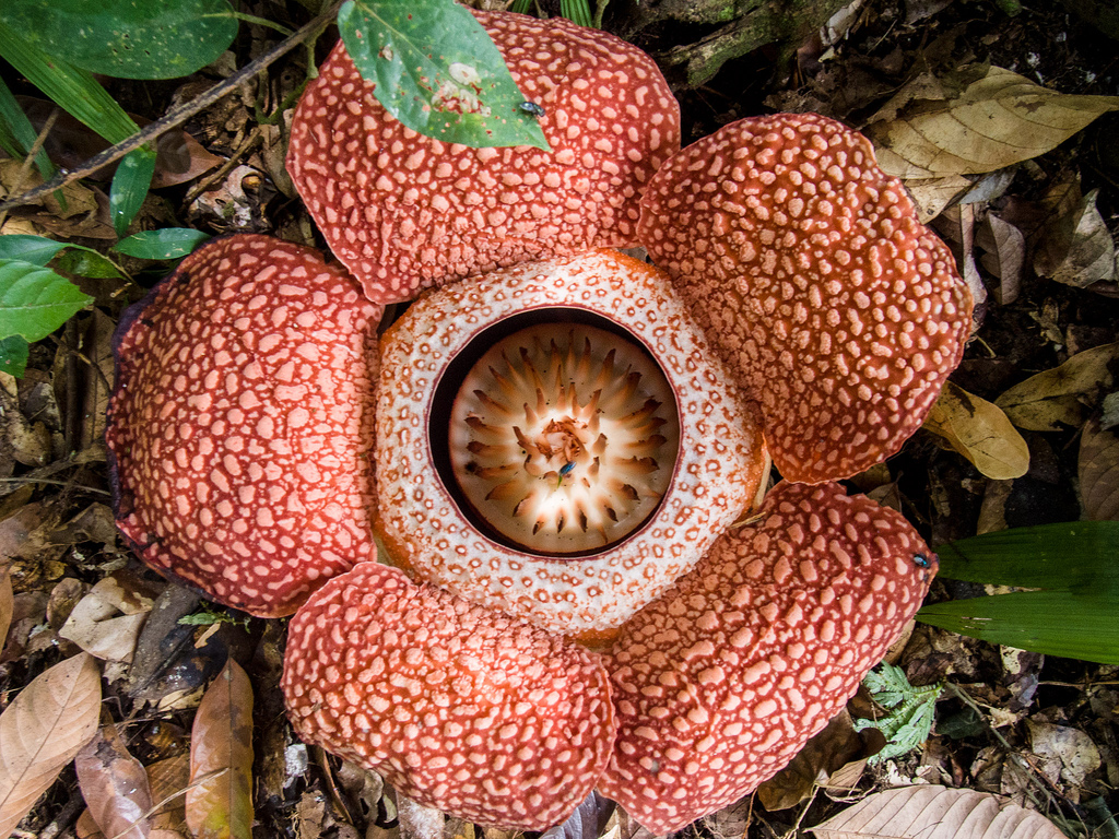 RAFFLESIA ARNOLDII FLOWER photos - wallpapers | the fun bank
