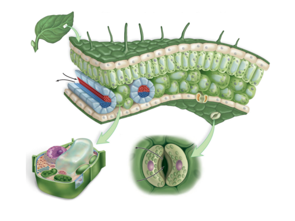 Transpiração Vegetal