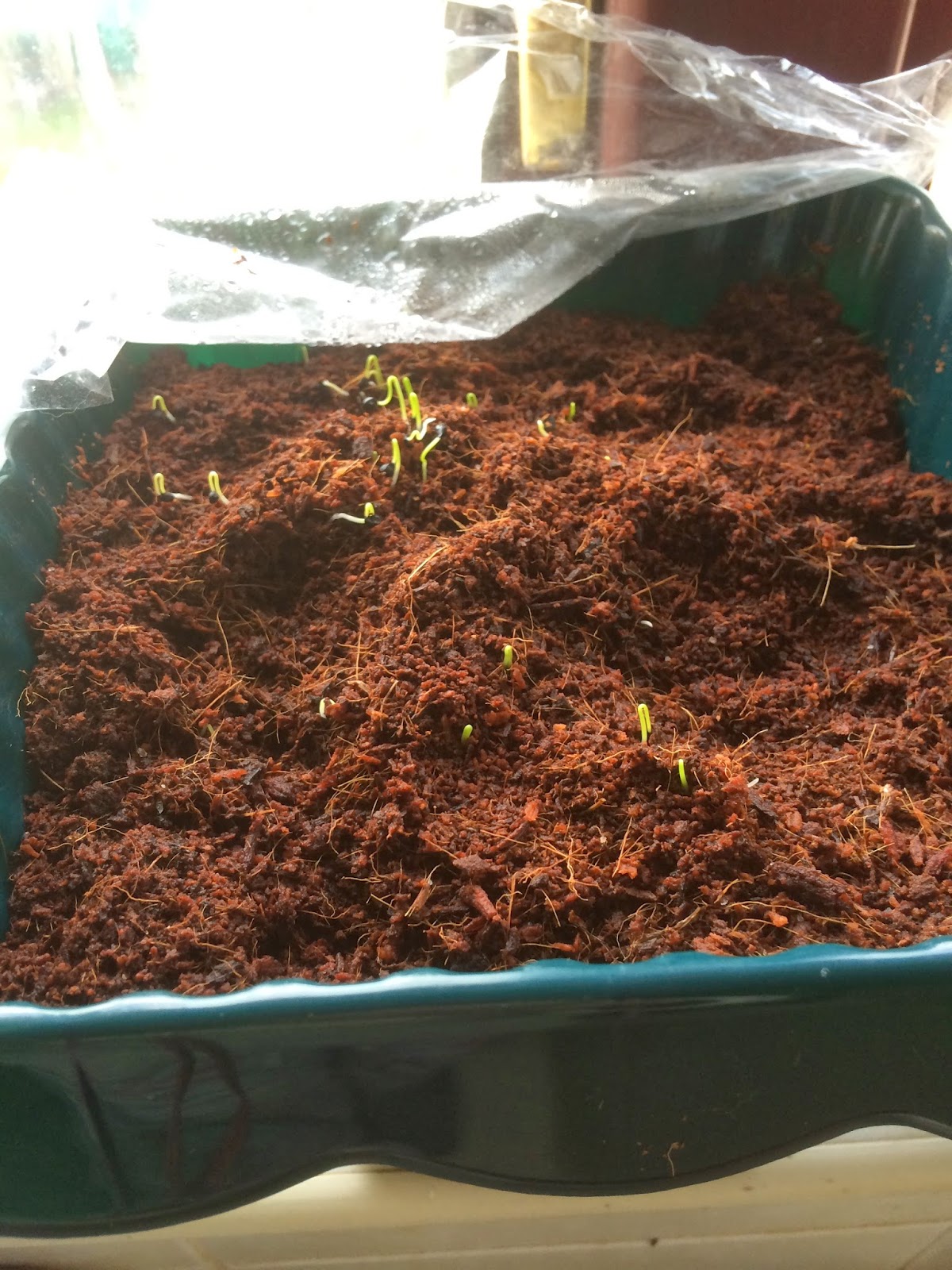 Stick Walks, Sunshine and Seedlings