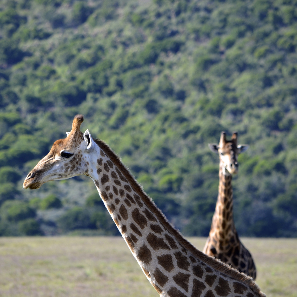 Gambar Jerapah: Kumpulan Gambar Jerapah Update