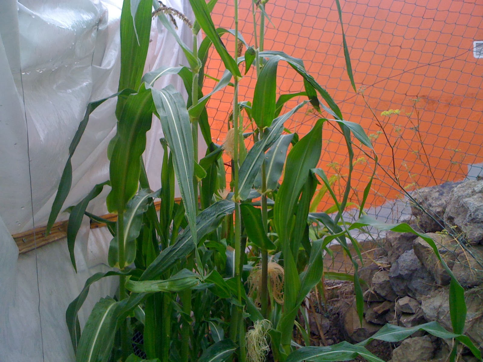 EL HUERTO DE JUAN Y FLORA: El millo